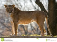 SuperAnimals (NatureRules1 Version) | FictionRulezForever Wiki | Fandom
