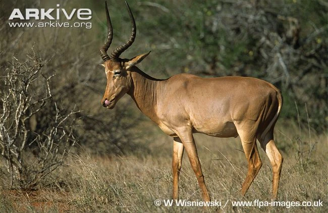 Hirola | FictionRulezForever Wiki | Fandom