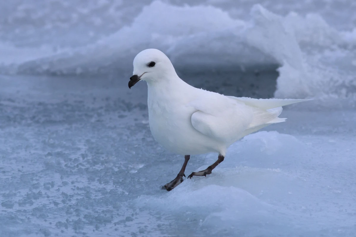 Snow Petrel | FictionRulezForever Wiki | Fandom
