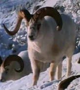 Dall Sheep | FictionRulezForever Wiki | Fandom