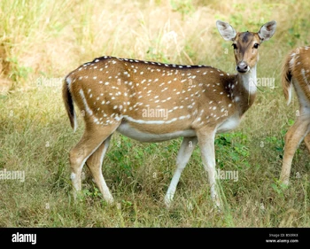 Chital | FictionRulezForever Wiki | Fandom