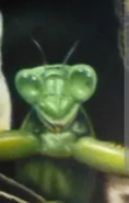 Praying Mantis | FictionRulezForever Wiki | Fandom