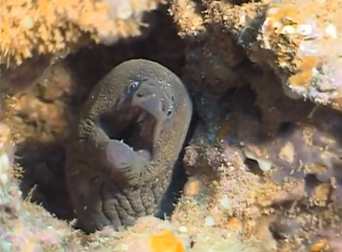 Mediterranean Moray | FictionRulezForever Wiki | Fandom