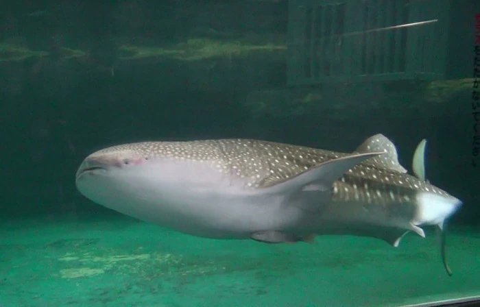 List of Species in Otaru Aquarium | FictionRulezForever Wiki | Fandom