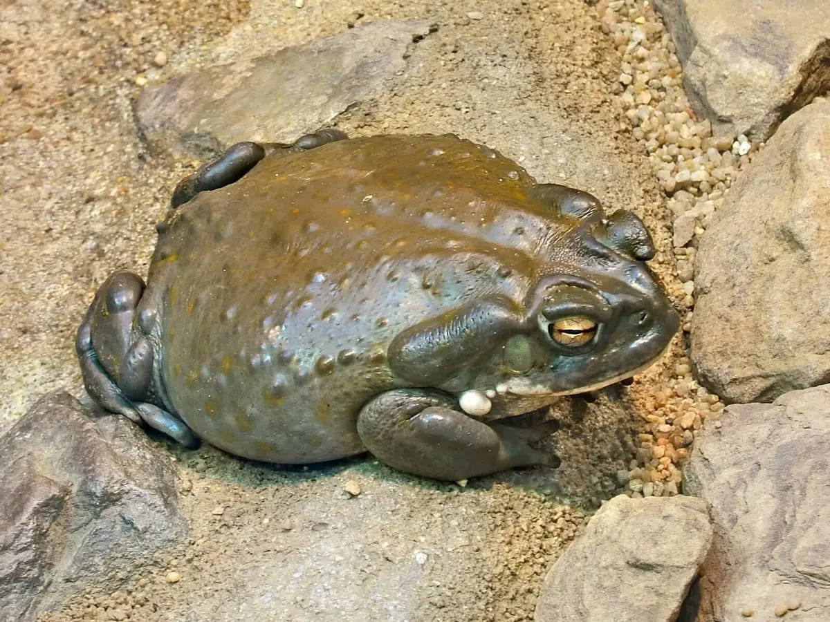 Colorado River Toad | FictionRulezForever Wiki | Fandom