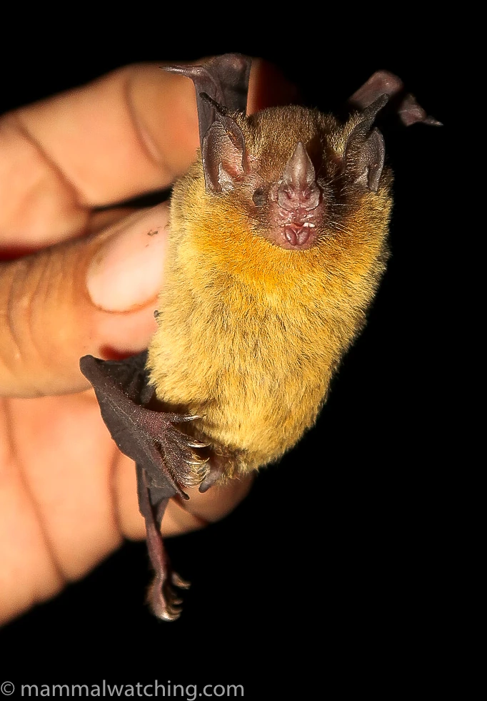 Yucatan Yellow Bat | FictionRulezForever Wiki | Fandom