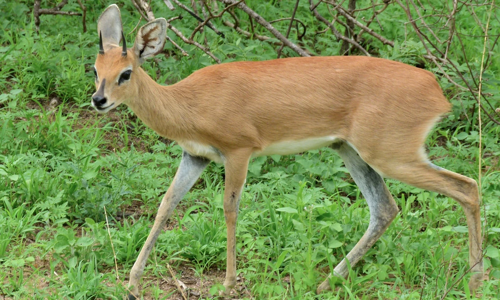 Category:Antelope | FictionRulezForever Wiki | Fandom