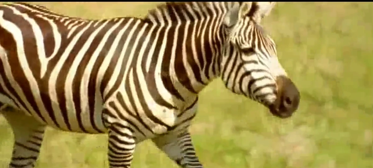 Legends of the Zoo Animals: The Animals of Disney's Animal Kingdom ...