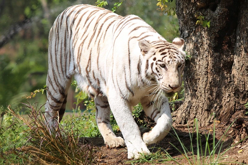 White Tiger | FictionRulezForever Wiki | Fandom