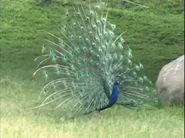 Indian Peafowl/Gallery | FictionRulezForever Wiki | Fandom