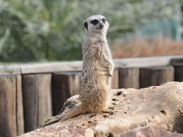 Meerkat | FictionRulezForever Wiki | Fandom