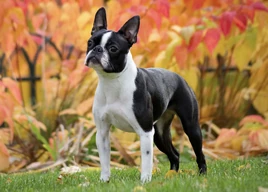 Boston Terrier | FictionRulezForever Wiki | Fandom