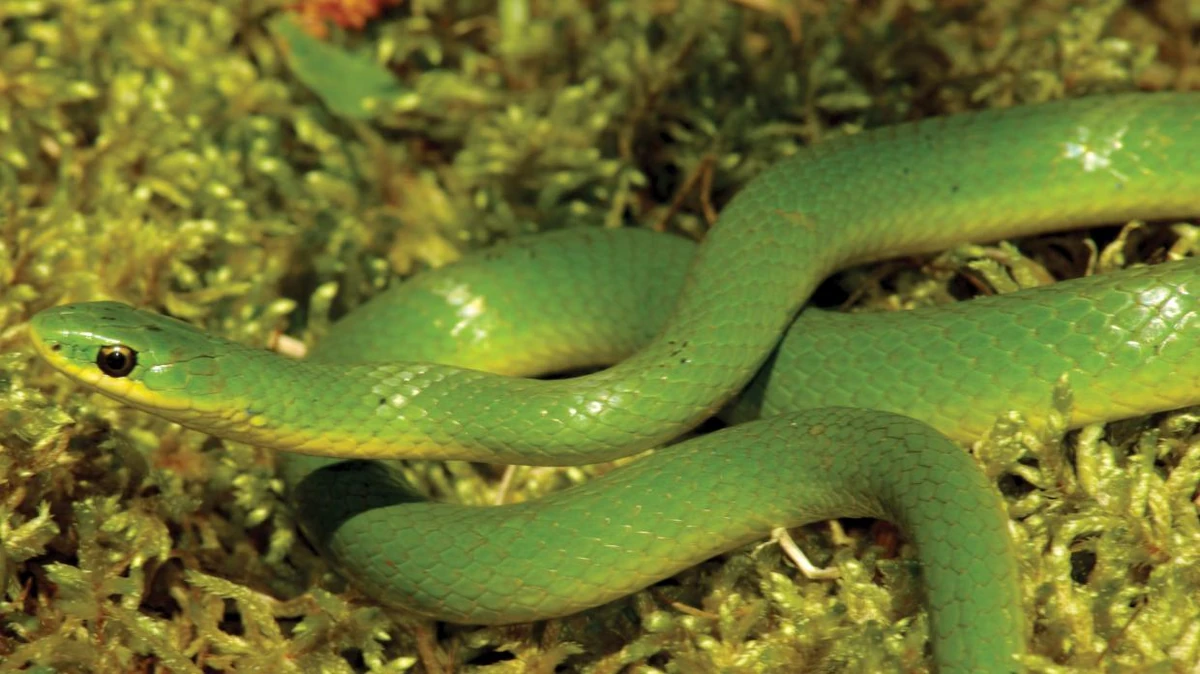 Smooth Green Snake | FictionRulezForever Wiki | Fandom