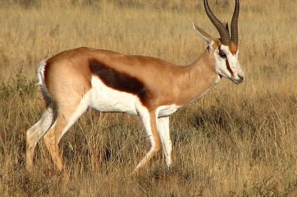 Springbok