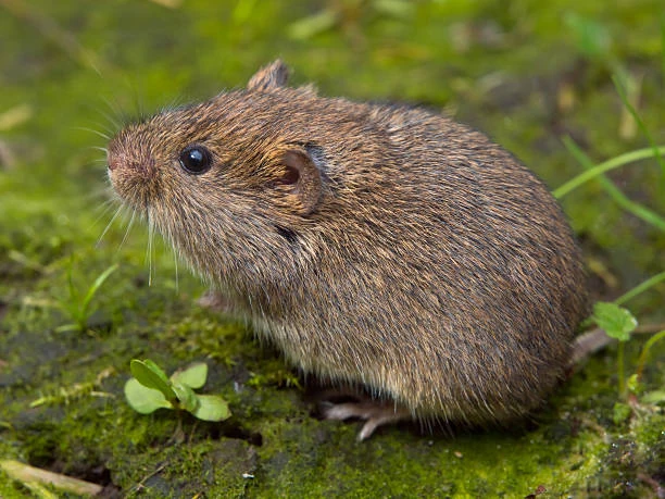 Common Vole | FictionRulezForever Wiki | Fandom