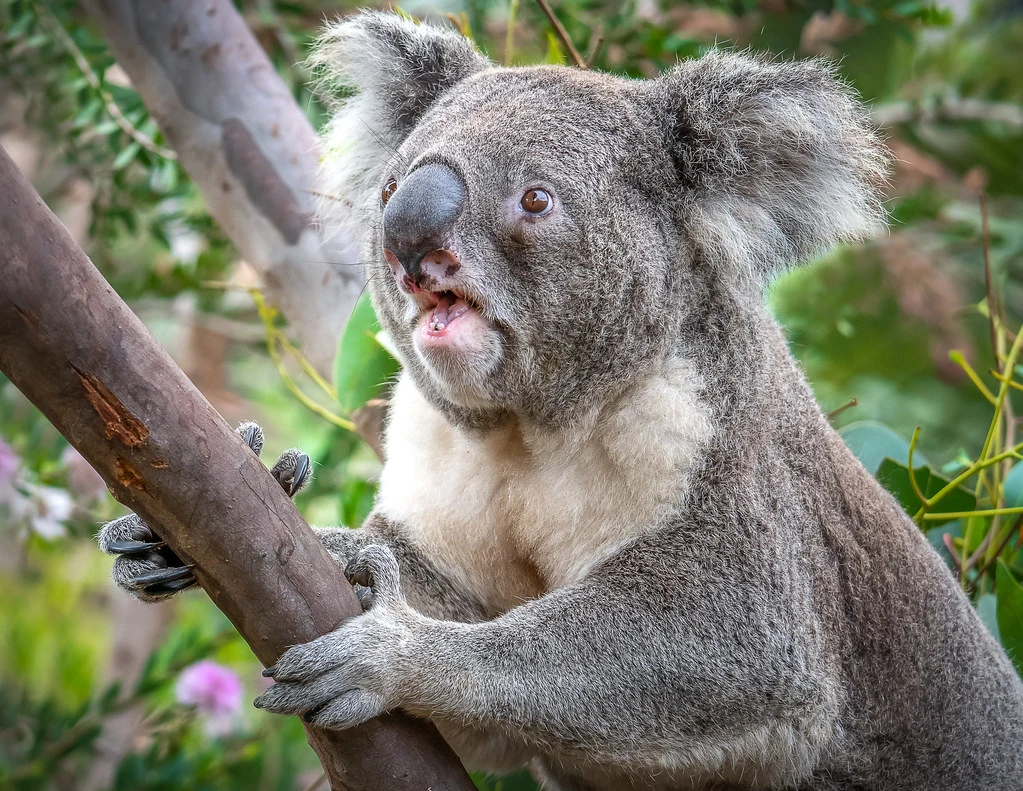 Mr. Koala: The Animated Series | FictionRulezForever Wiki | Fandom