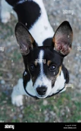 Rat Terrier | FictionRulezForever Wiki | Fandom
