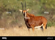 Sable Antelope | FictionRulezForever Wiki | Fandom