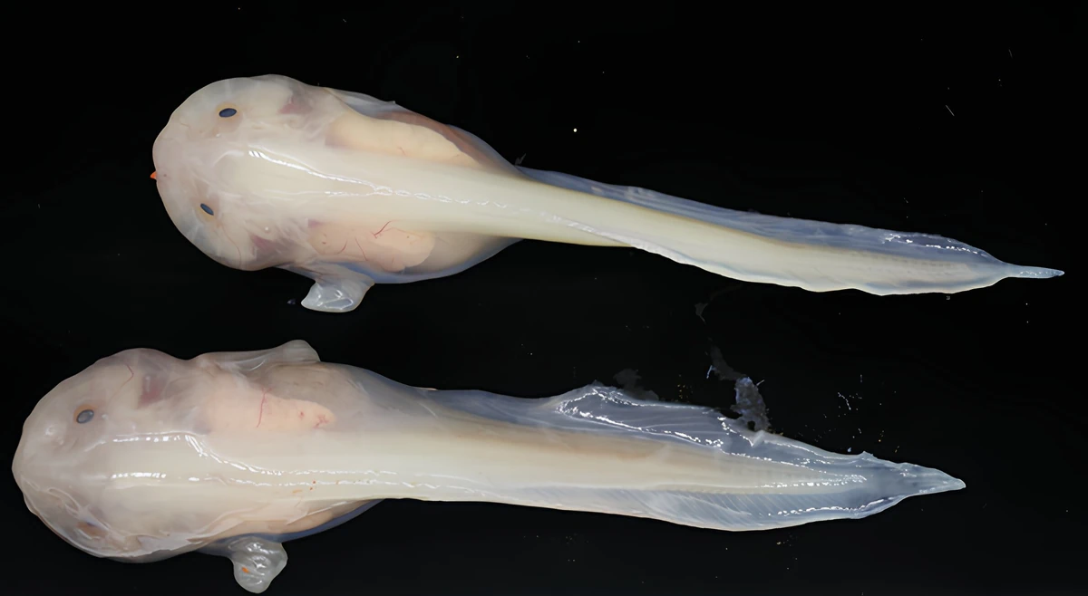 Mariana Hadal Snailfish | FictionRulezForever Wiki | Fandom