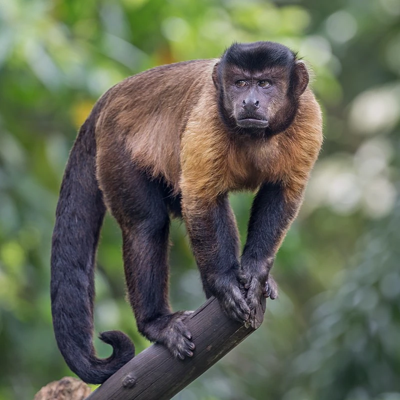 Tufted Capuchin | FictionRulezForever Wiki | Fandom