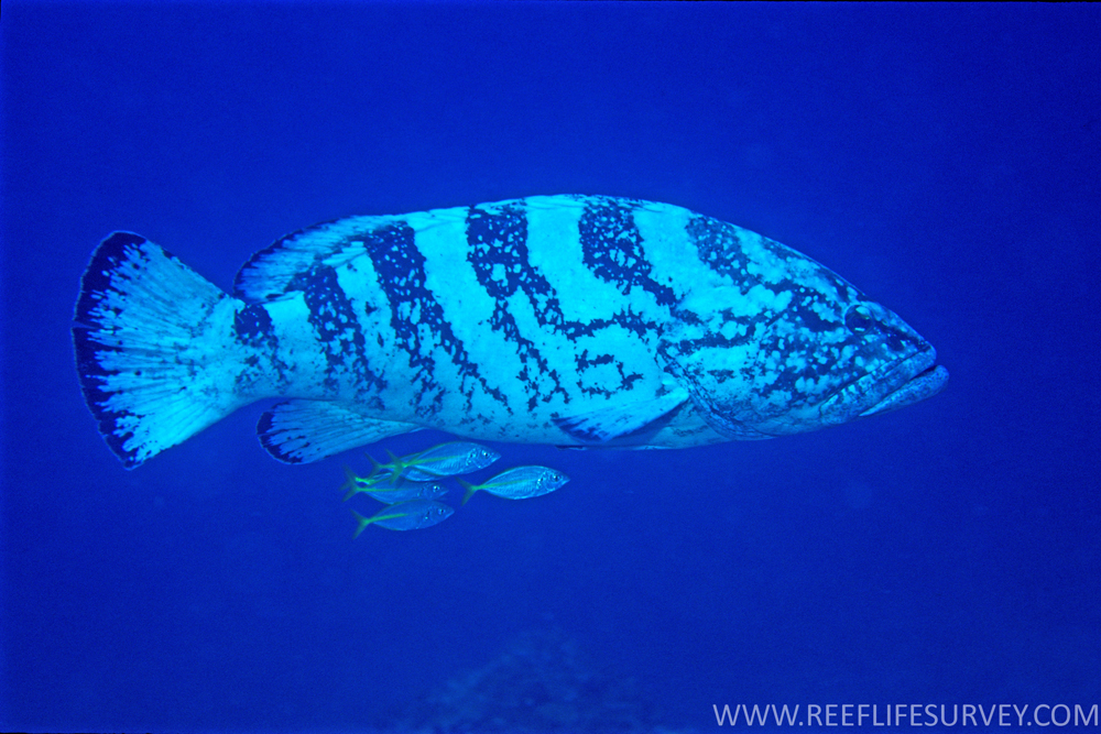 Saddletail Grouper Fictionrulezforever Wiki Fandom