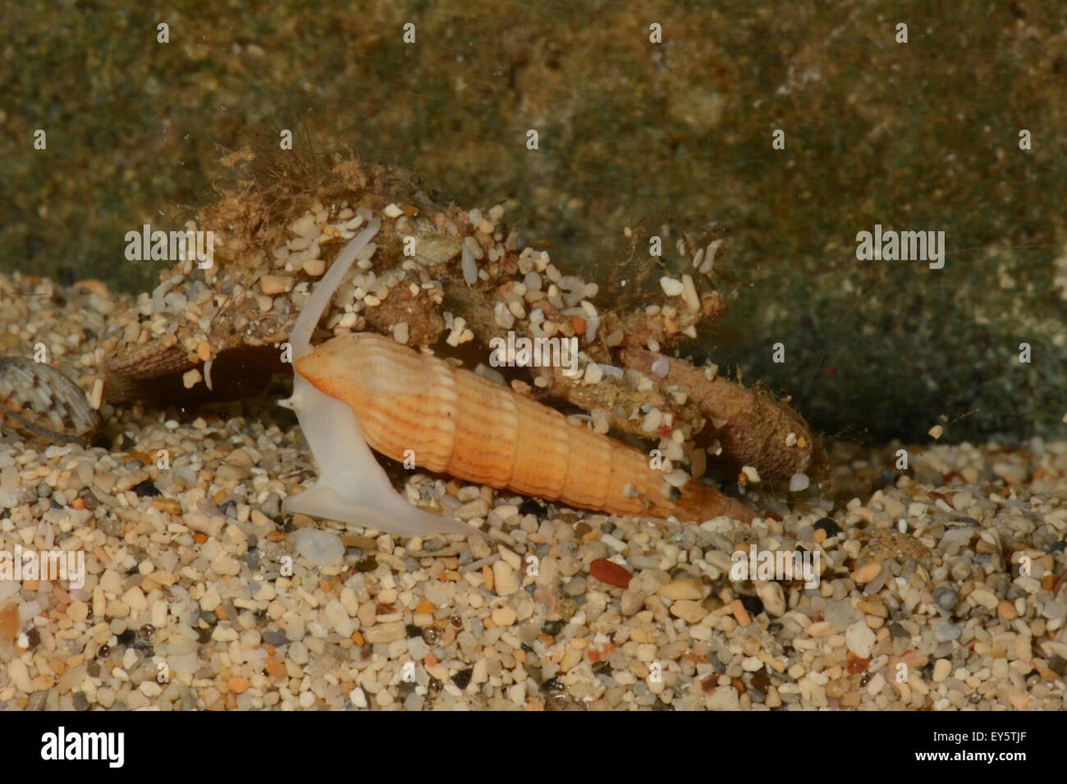 Auger Snail | FictionRulezForever Wiki | Fandom