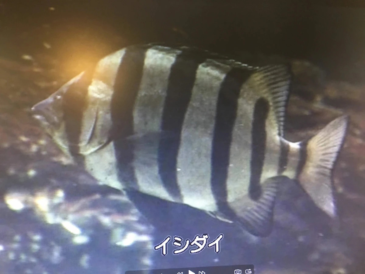 Striped Beakfish | FictionRulezForever Wiki | Fandom