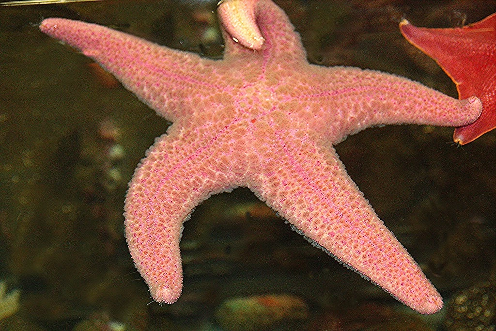 Pink Starfish | FictionRulezForever Wiki | Fandom