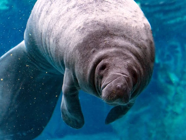 West Indian Manatee | FictionRulezForever Wiki | Fandom