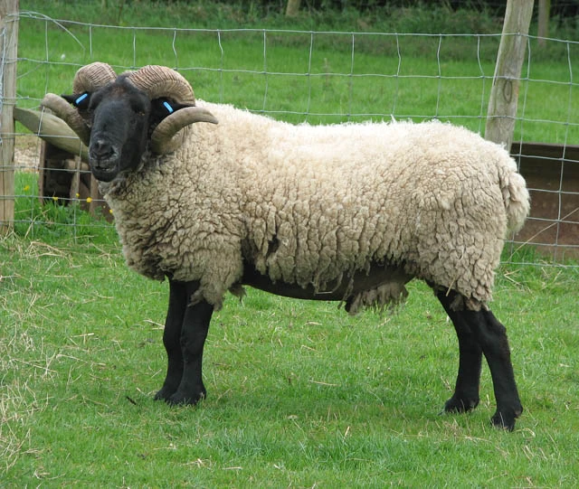 Suffolk Sheep | FictionRulezForever Wiki | Fandom