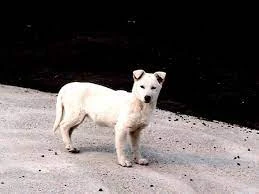 Jeju Dog | FictionRulezForever Wiki | Fandom