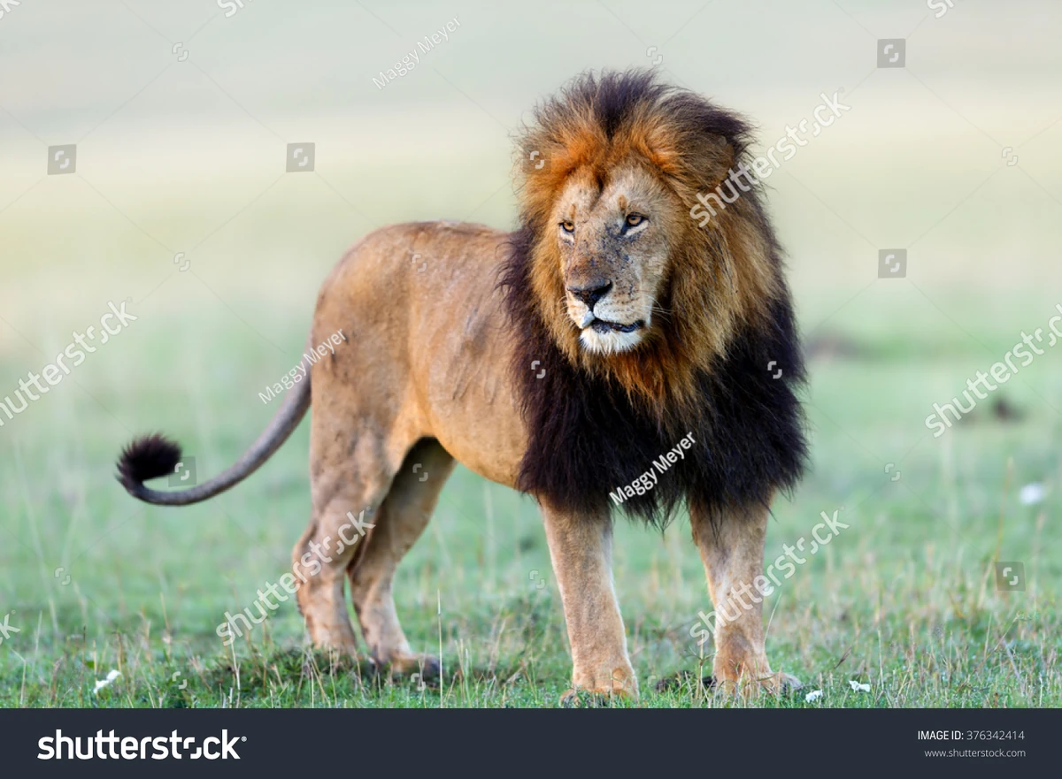 Wild Animals, Inc. (NatureRules1 and GavenLovesAnimals Style ...