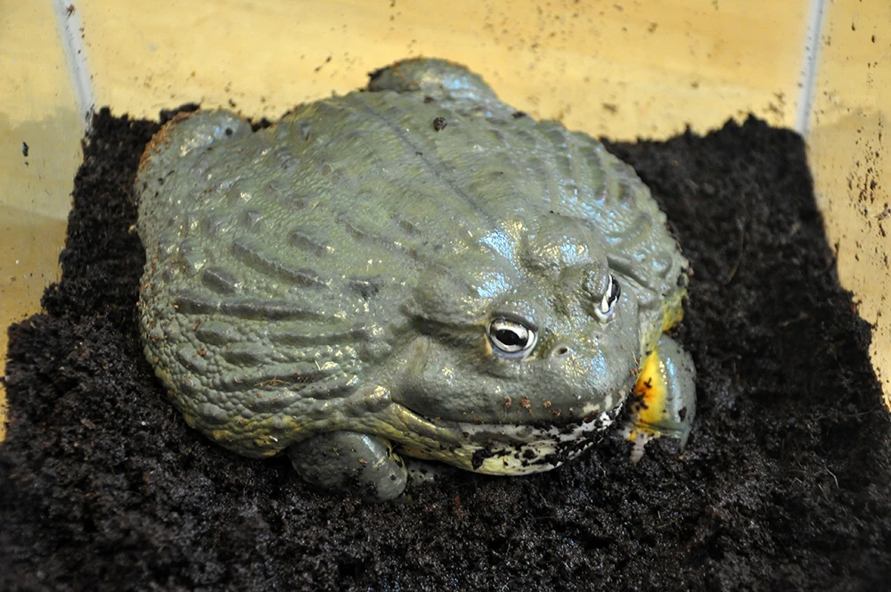 African Bullfrog | FictionRulezForever Wiki | Fandom