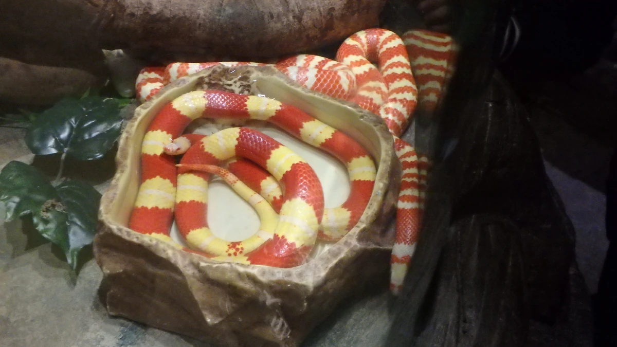 Milk Snake | FictionRulezForever Wiki | Fandom