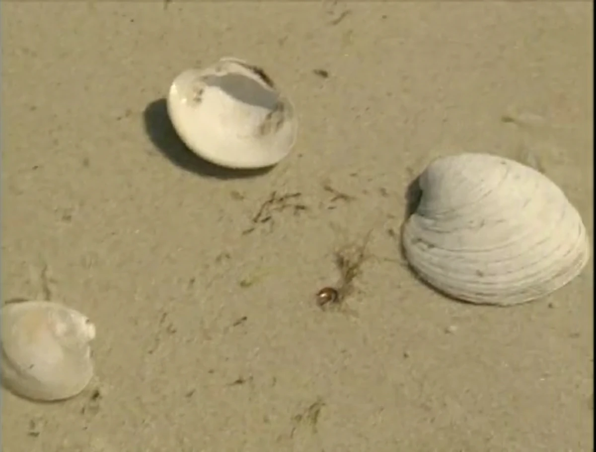 Hard Clam | FictionRulezForever Wiki | Fandom