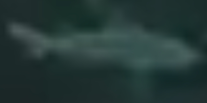 Graceful Shark Fictionrulezforever Wiki Fandom