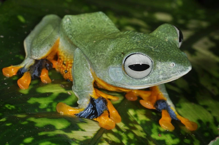 Green Flying Frog | FictionRulezForever Wiki | Fandom