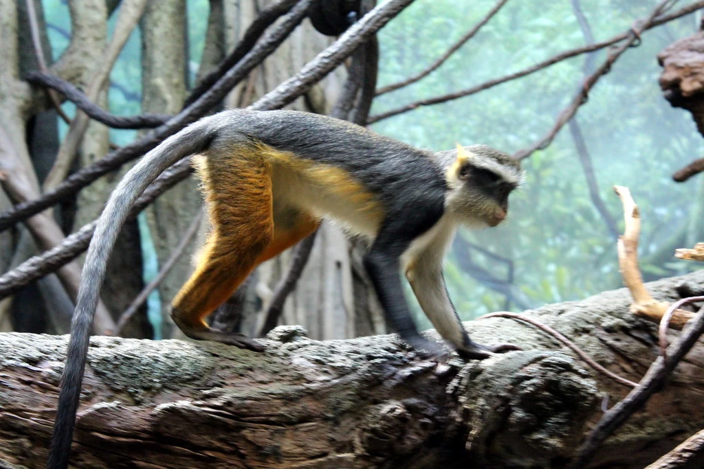 Wolf's Mona Monkey | FictionRulezForever Wiki | Fandom