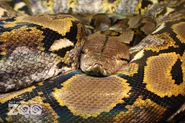 Reticulated Python | FictionRulezForever Wiki | Fandom