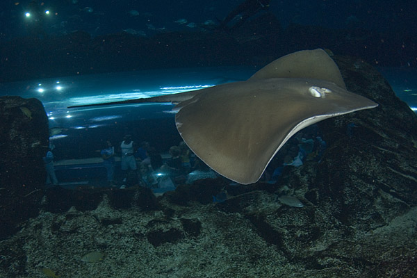 Pink Whipray Fictionrulezforever Wiki Fandom
