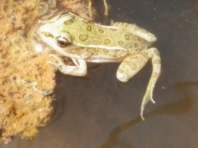 Vegas Valley Leopard Frog | FictionRulezForever Wiki | Fandom