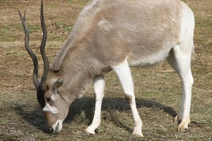Addax | FictionRulezForever Wiki | Fandom