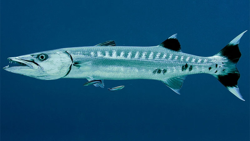 Great Barracuda/Gallery | FictionRulezForever Wiki | Fandom