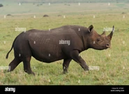 The Animals of NatureRules1: The Lion, The Hyena and Dennis ...