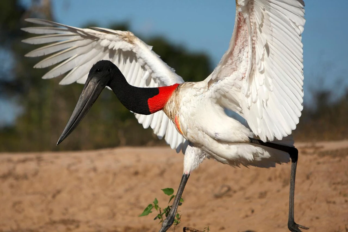 Jabiru | FictionRulezForever Wiki | Fandom