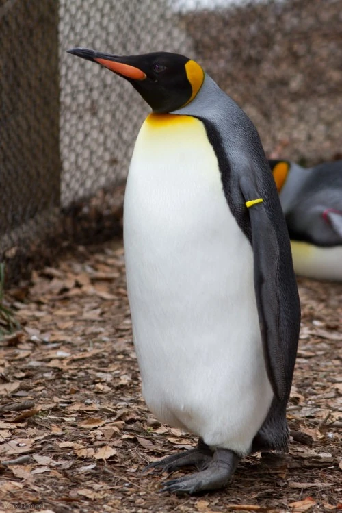 King Penguin/Gallery | FictionRulezForever Wiki | Fandom