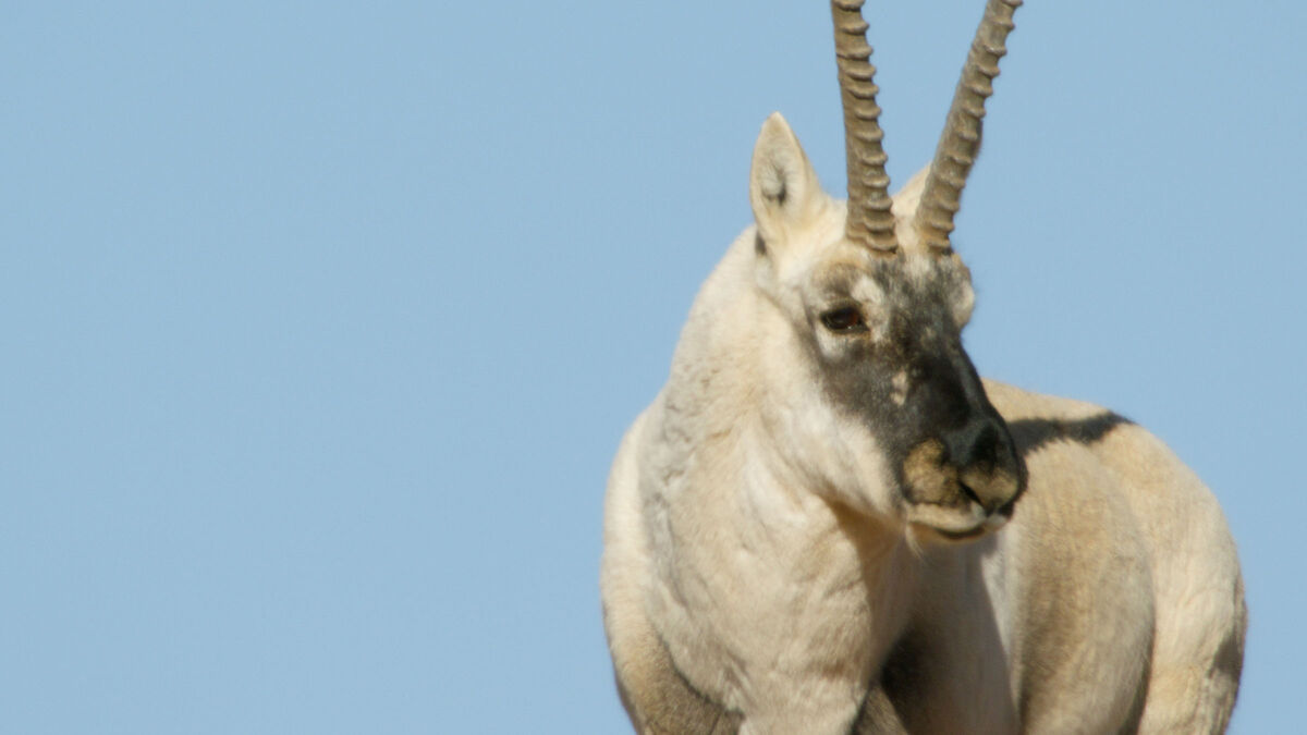 Tibetan Antelope Fictionrulezforever Wiki Fandom
