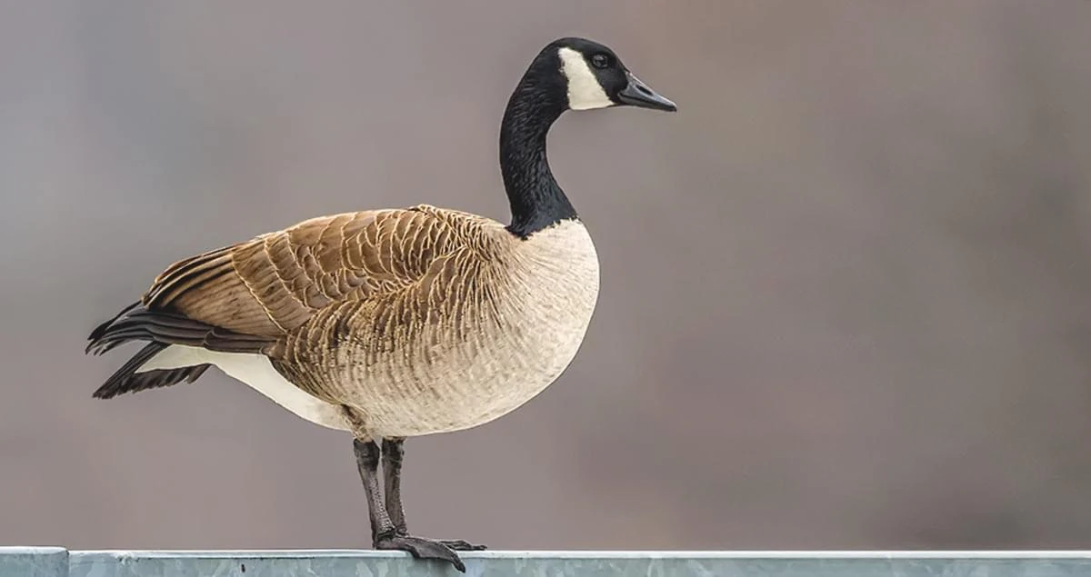 Canada Goose | FictionRulezForever Wiki | Fandom