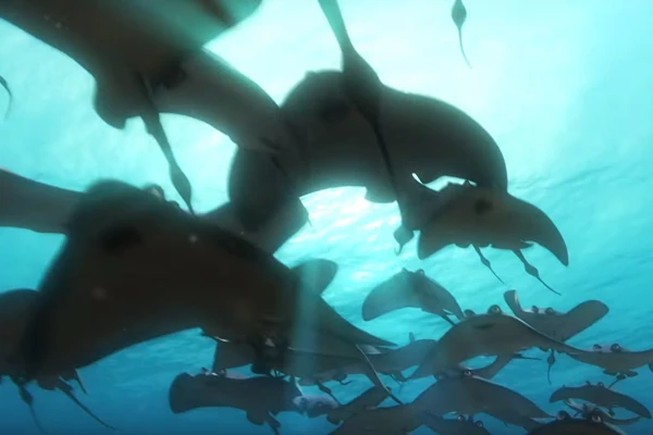 Stingrays (Finding Dory) | FictionRulezForever Wiki | Fandom