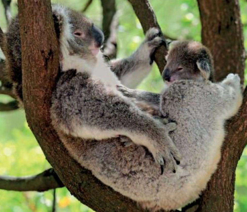 List of Species in Smithsonian Wildlife of the World ...